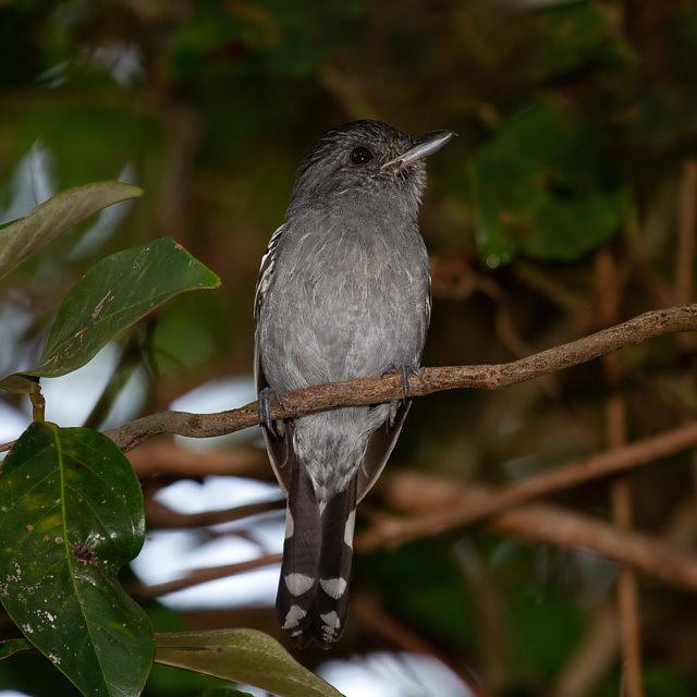 Foto choca-da-mata (Thamnophilus caerulescens) Por Joseferson Oliveira ...