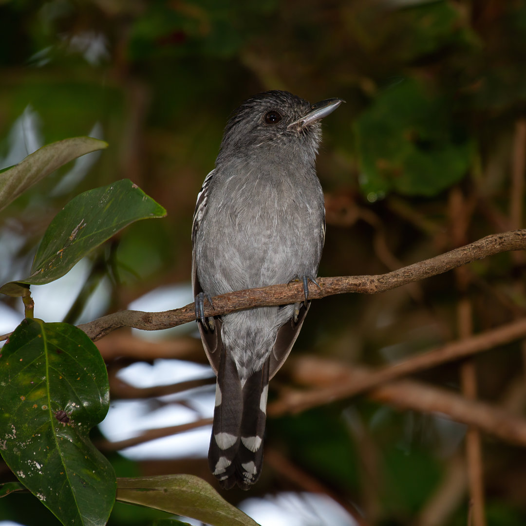 Foto choca-da-mata (Thamnophilus caerulescens) Por Joseferson Oliveira ...