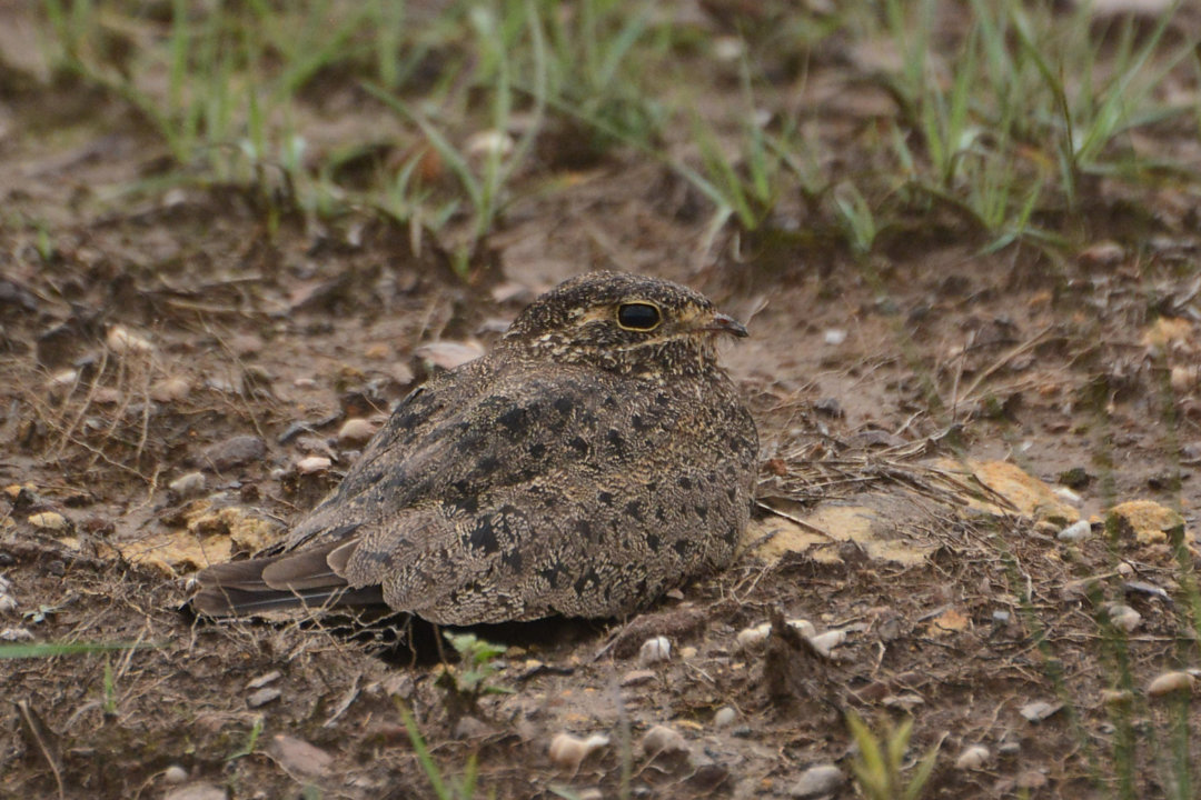 Foto corucão (Podager nacunda) Por Jean Jr Barcik | Wiki Aves - A ...