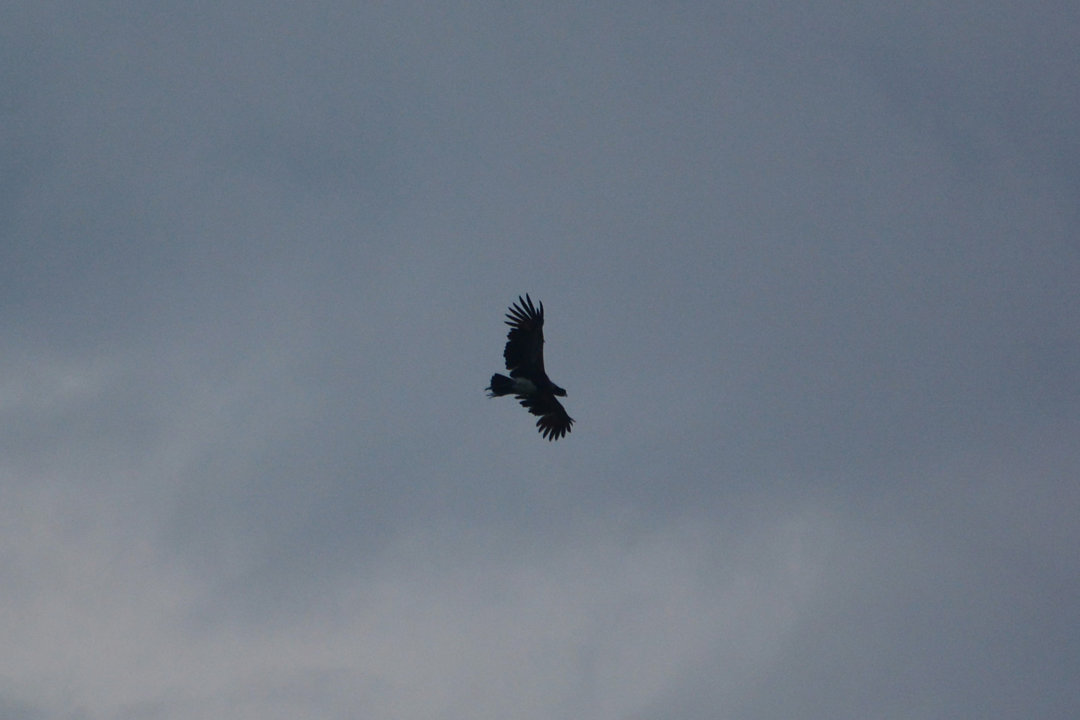 Foto anhuma (Anhima cornuta) Por Jean Jr Barcik | Wiki Aves - A ...