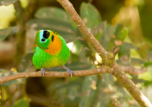 Foto saíra-lagarta (Tangara desmaresti) Por Hugo Viana | Wiki Aves - A ...