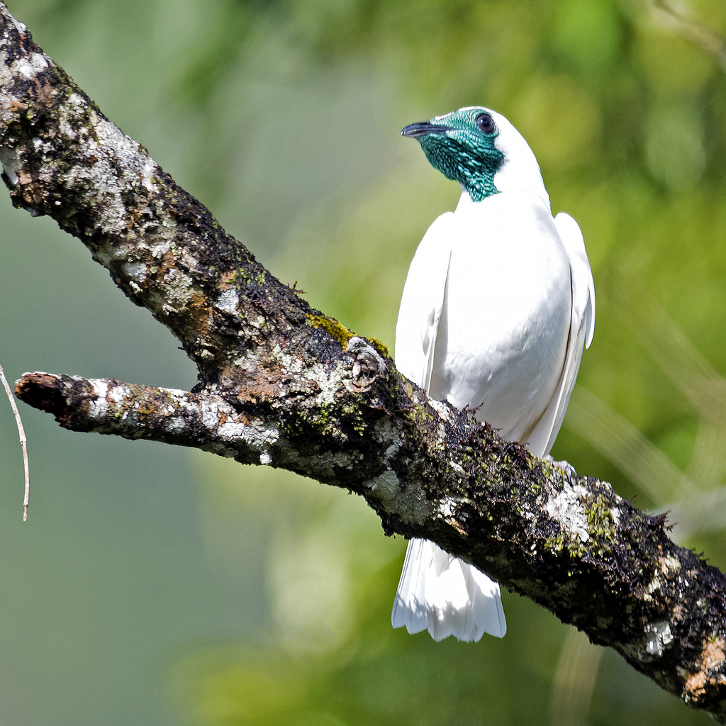 Foto araponga (Procnias nudicollis) Por José Rondon | Wiki Aves - A ...