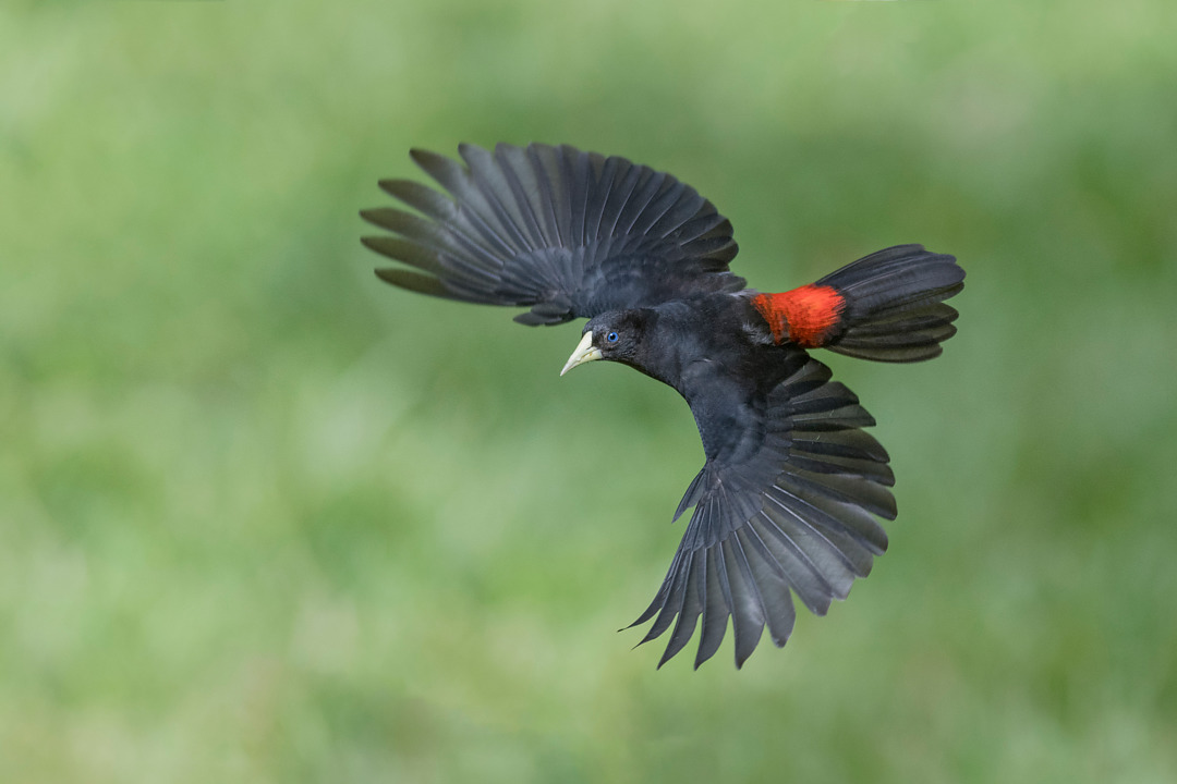 Foto guaxe (Cacicus haemorrhous) Por Jorge Lucas Moreira | Wiki Aves ...