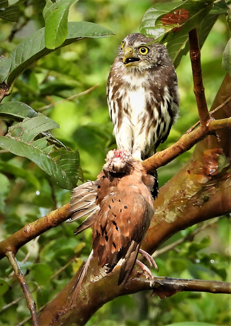 Foto caburé (Glaucidium brasilianum) Por Tercio Melo | Wiki Aves - A ...