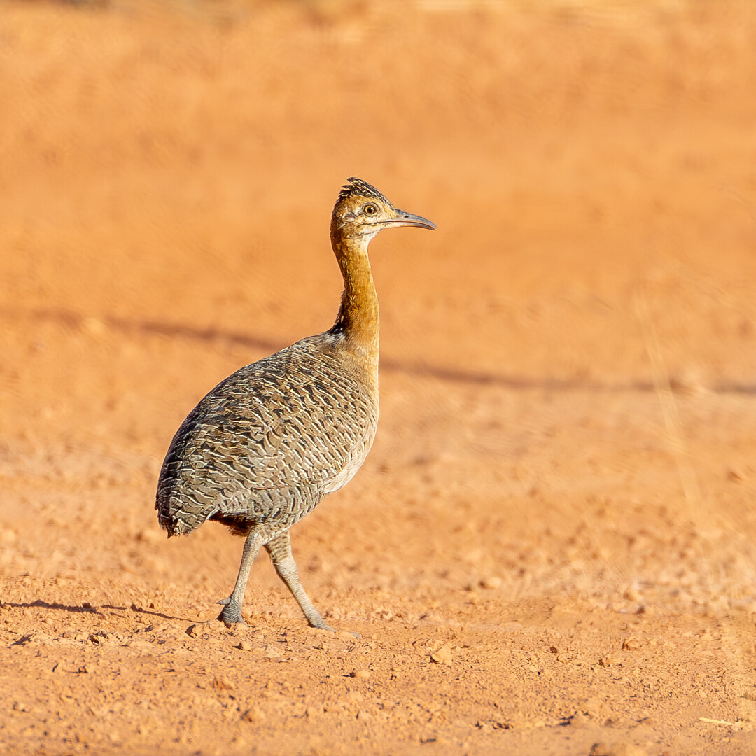 Foto perdiz (Rhynchotus rufescens) Por Kátia C. Oliveira | Wiki Aves ...