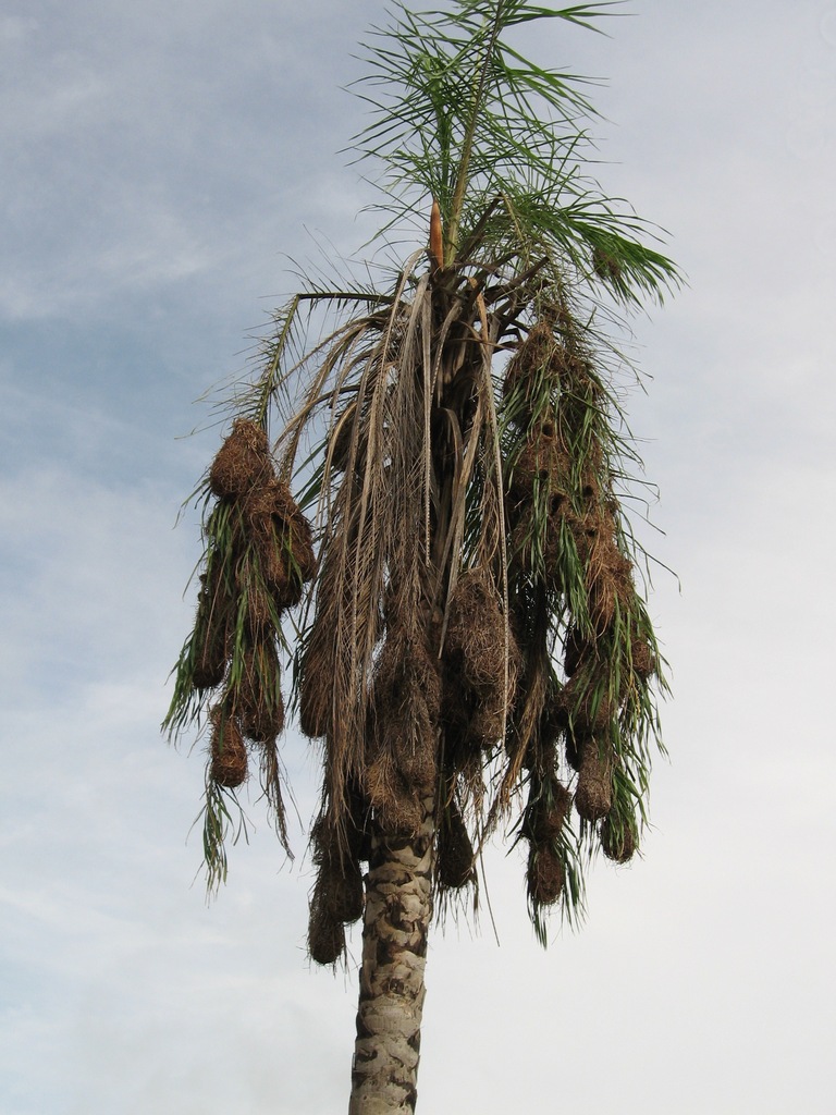 Foto xexéu (Cacicus cela) Por Rodrigo Y Castro | Wiki Aves - A ...