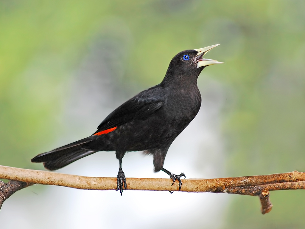 Foto guaxe (Cacicus haemorrhous) Por Hinaldson Machado | Wiki Aves - A ...
