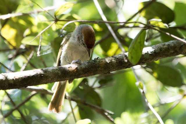 Foto vite-vite-de-olho-cinza (Hylophilus amaurocephalus) Por Wilson ...