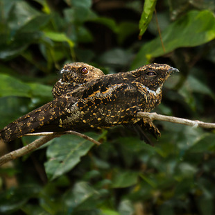 bacurau-de-lajeado (Nyctidromus nigrescens) | WikiAves - A Enciclopédia ...