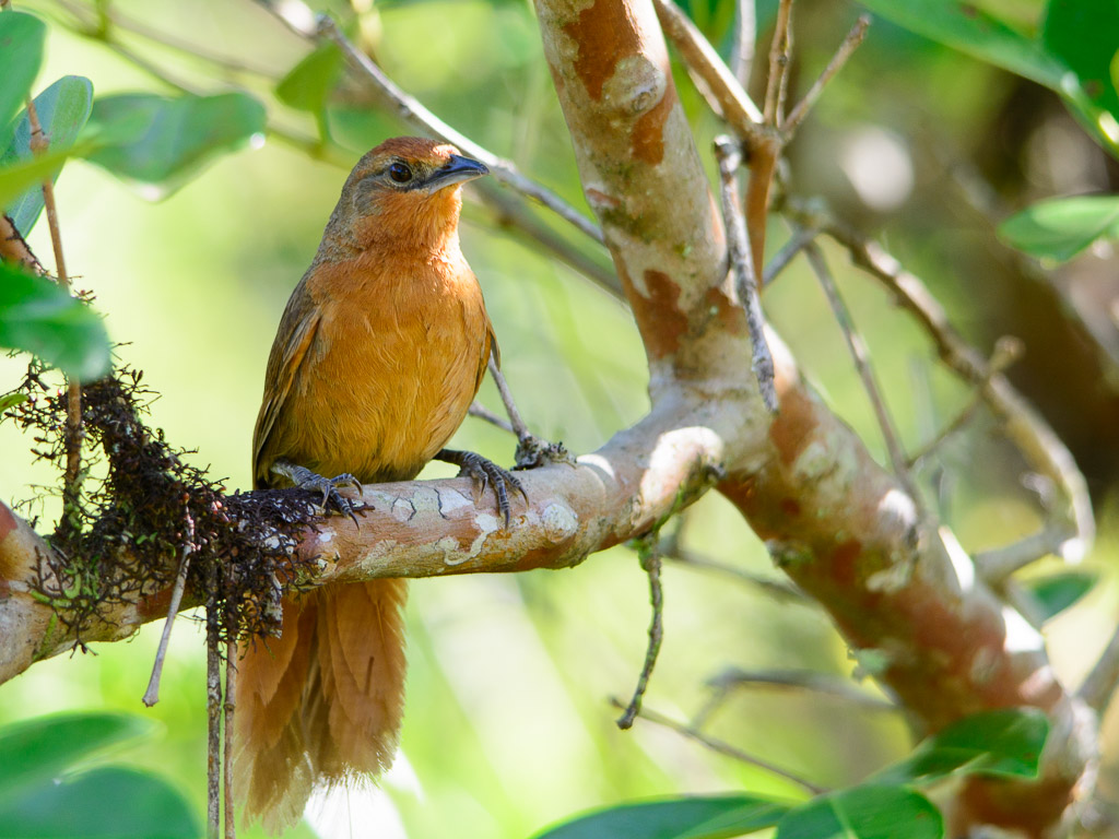 Foto joão-botina-do-brejo (Phacellodomus ferrugineigula) Por Luiz ...