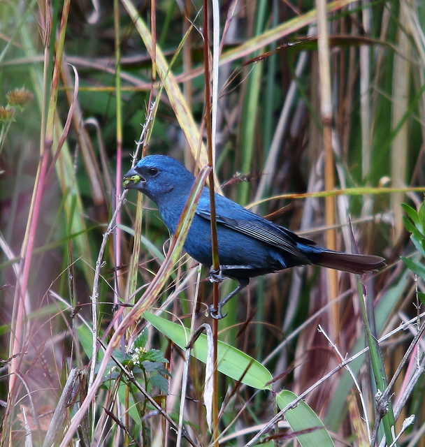 azulinho (Cyanoloxia glaucocaerulea) | WikiAves - A Enciclopédia das ...