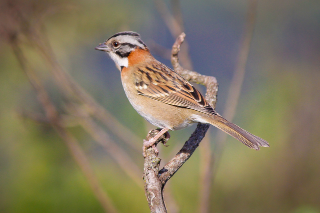 Foto tico-tico (Zonotrichia capensis) Por Diego Murta | Wiki Aves - A ...