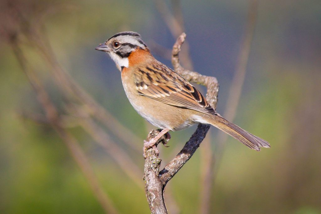 Foto tico-tico (Zonotrichia capensis) Por Diego Murta | Wiki Aves - A ...