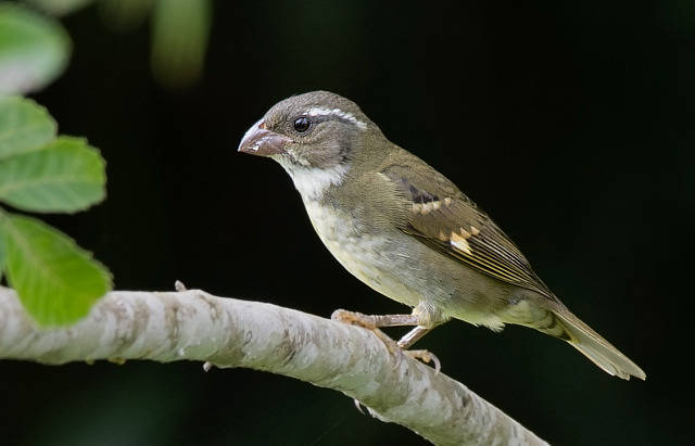pixoxó (Sporophila frontalis) | WikiAves - A Enciclopédia das Aves do ...