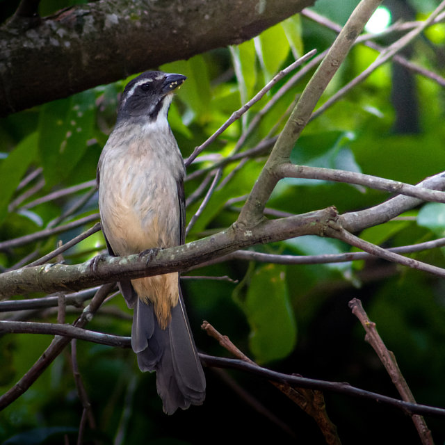 Foto trinca-ferro (Saltator similis) Por Enéas G. Junior | Wiki Aves ...