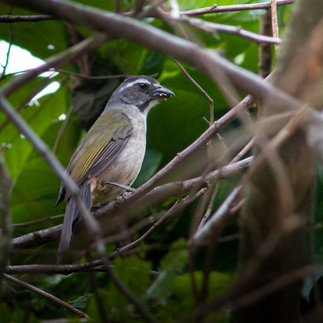 Foto trinca-ferro (Saltator similis) Por Enéas G. Junior | Wiki Aves ...