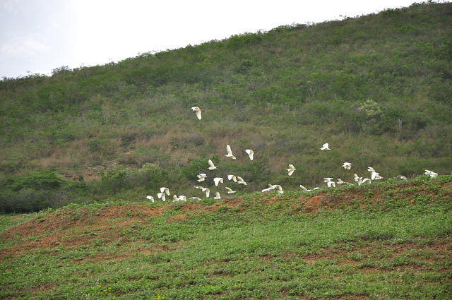 Foto garça-vaqueira (Bubulcus ibis) Por Rose Passarinho | Wiki Aves - A ...