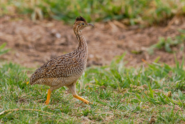 Foto codorna-do-nordeste (Nothura boraquira) Por Leandro Rezende | Wiki ...