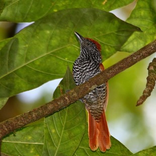 choca-listrada (Thamnophilus palliatus) | WikiAves - A Enciclopédia das ...