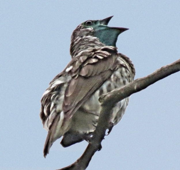Foto araponga (Procnias nudicollis) Por Sergio Motta | Wiki Aves - A ...