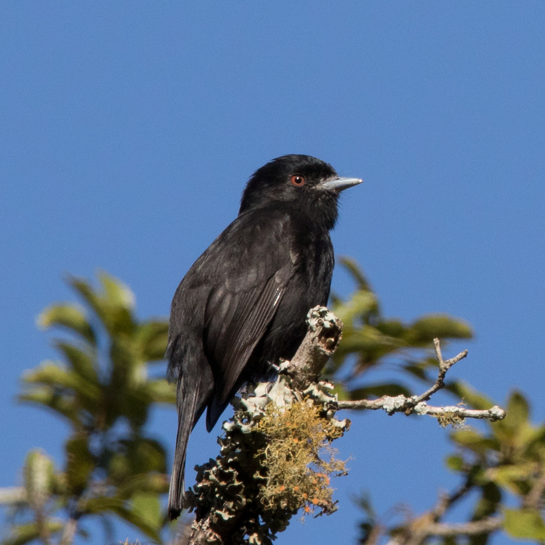 Foto maria-preta-de-bico-azulado (Knipolegus cyanirostris) Por Frank ...