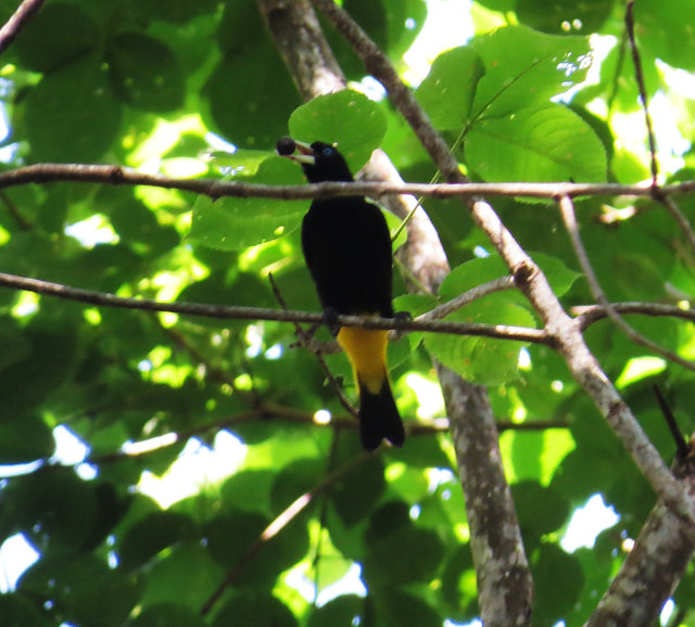 Foto xexéu (Cacicus cela) Por Aloysio Moura | Wiki Aves - A ...