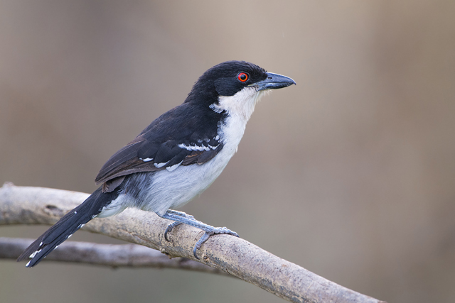 Foto choró-boi (Taraba major) Por Alessandro Abdala | Wiki Aves - A ...