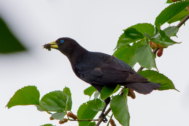 guaxe (Cacicus haemorrhous) | WikiAves - A Enciclopédia das Aves do Brasil