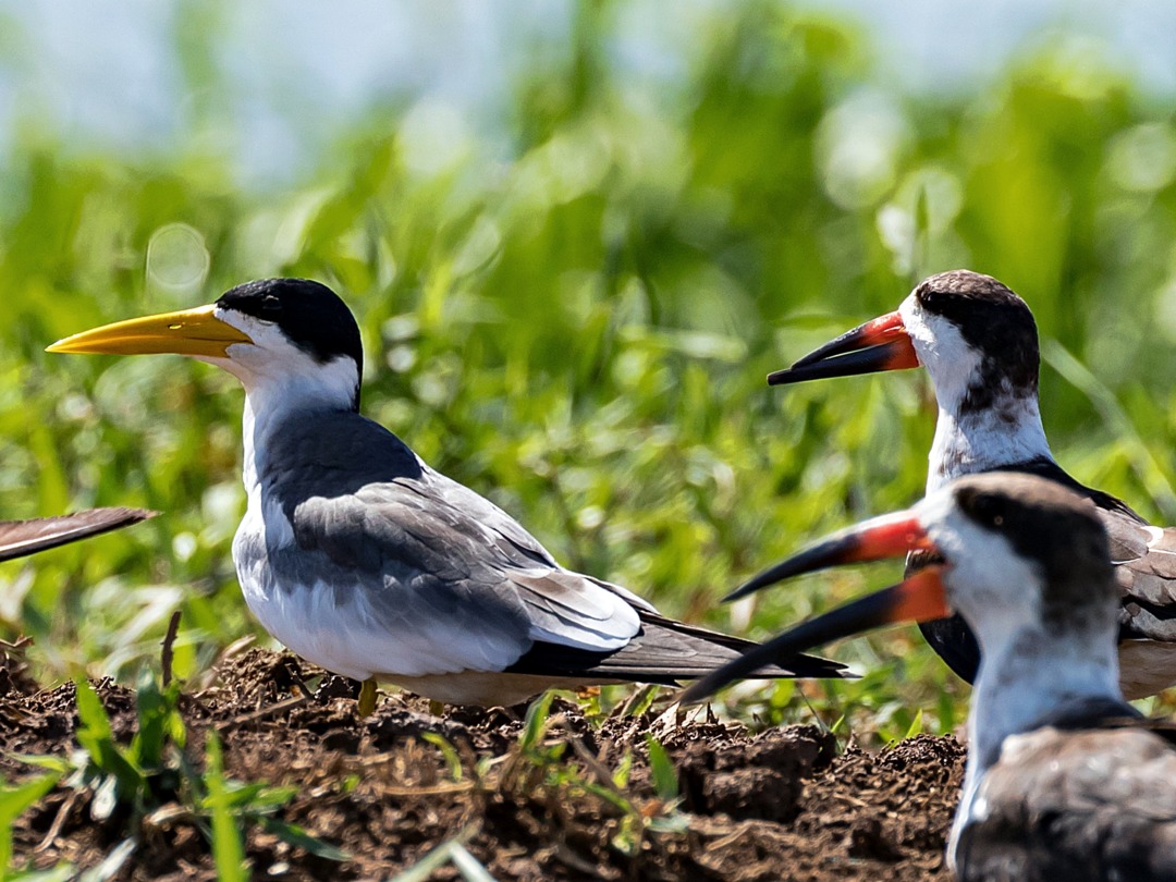 Foto trinta-réis-grande (Phaetusa simplex) Por Eduardo Bergo | Wiki ...