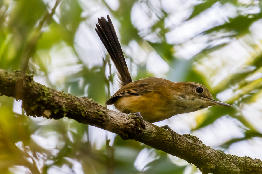 Foto chirito (Ramphocaenus melanurus) Por Thelma Gatuzzo | Wiki Aves ...