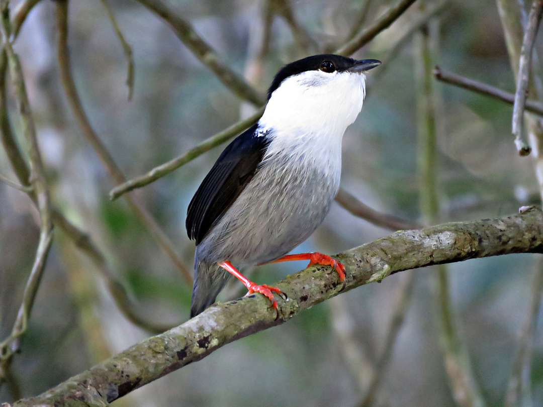 Foto rendeira (Manacus manacus) Por Fábio Toledo das Dores | Wiki Aves ...