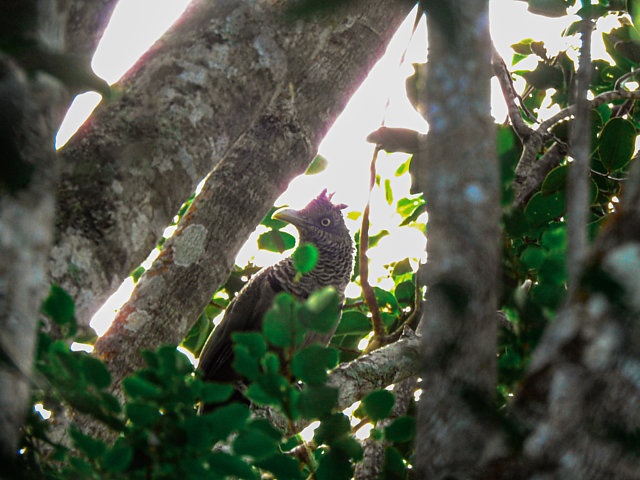 Foto jacu-estalo (Neomorphus geoffroyi) Por Herivelto Oliveira | Wiki ...