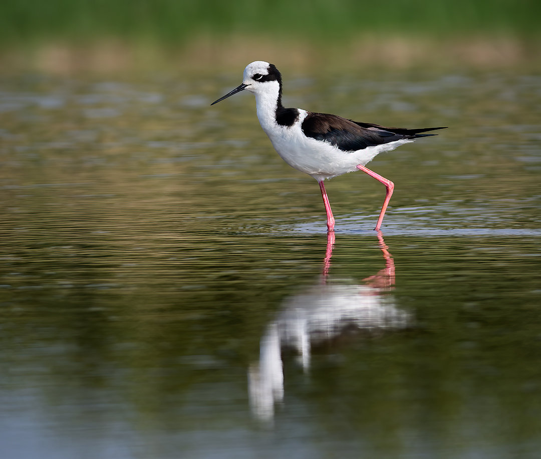 Foto pernilongo-de-costas-brancas (Himantopus melanurus) Por Frederico ...