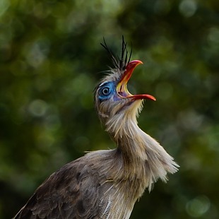 Cariamiformes | WikiAves - A Enciclopédia das Aves do Brasil