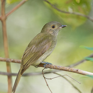 fruxu-do-cerradão (Neopelma pallescens) | WikiAves - A Enciclopédia das ...