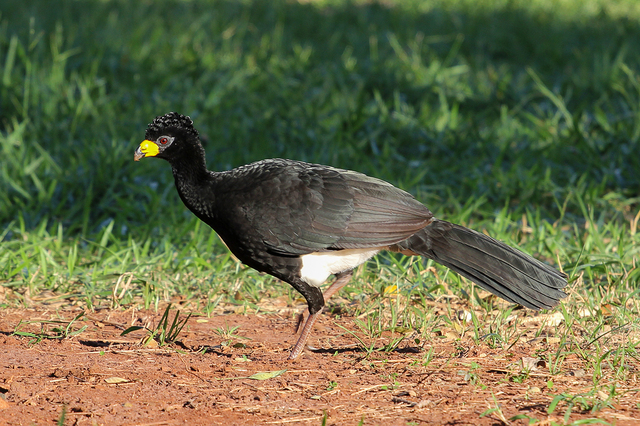 Foto mutum-de-penacho (Crax fasciolata) Por Marcello Magnussen | Wiki ...