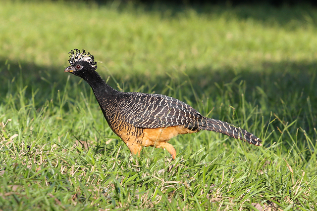 Foto mutum-de-penacho (Crax fasciolata) Por Marcello Magnussen | Wiki ...