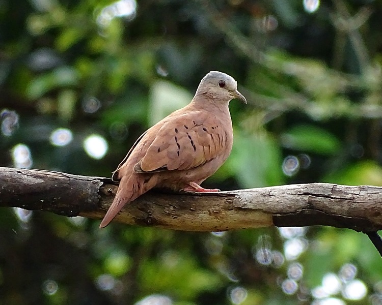 Foto rolinha-roxa (Columbina talpacoti) Por Odilon Simões Corrêa | Wiki ...
