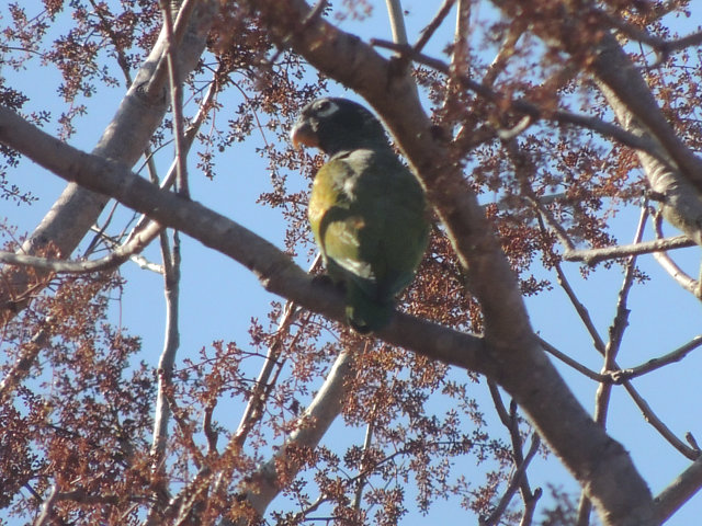 Foto maitaca-verde (Pionus maximiliani) Por Reinaldo Langa | Wiki Aves ...