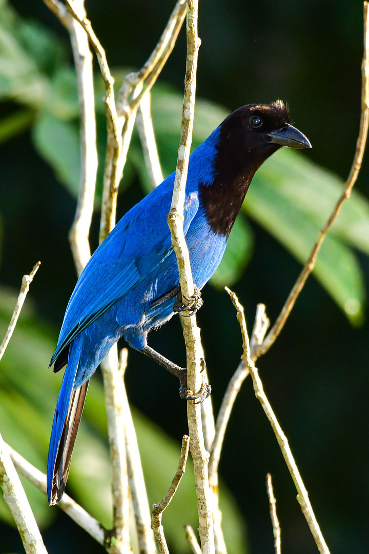 Foto gralha-azul (Cyanocorax caeruleus) Por Renato Santos | Wiki Aves ...