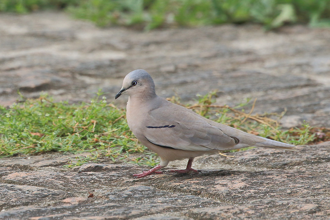 Foto rolinha-picuí (Columbina picui) Por Gilvan Moreira | Wiki Aves - A ...