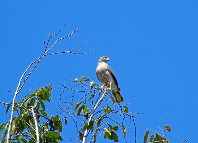 Foto gavião-carijó (Rupornis magnirostris) Por Gilmar Leal | Wiki Aves ...