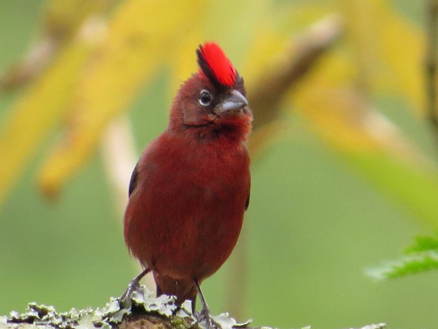 Foto tico-tico-rei (Coryphospingus cucullatus) Por Olavo Neto | Wiki ...