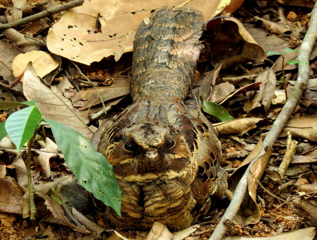 Foto bacurau (Nyctidromus albicollis) Por Rafael Boni | Wiki Aves - A ...