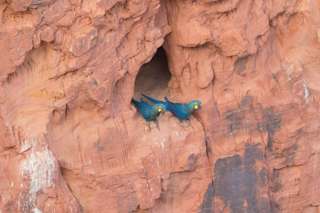 Foto arara-azul-de-lear (Anodorhynchus leari) Por André Grassi ...