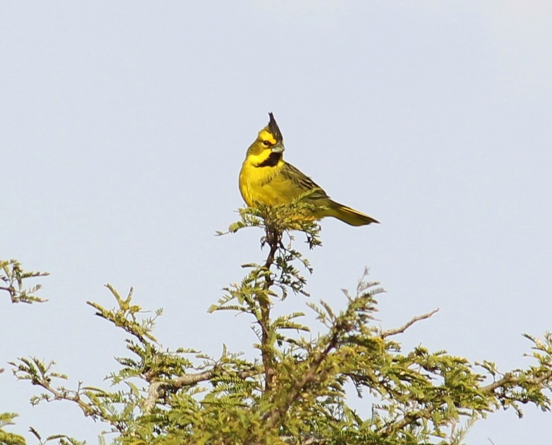 Foto cardeal-amarelo (Gubernatrix cristata) Por Vera Lúcia Haerchen ...