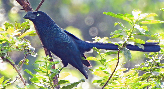 Foto anu-coroca (Crotophaga major) Por Gislaine Sebim | Wiki Aves - A ...