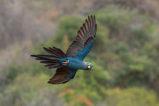 Foto arara-azul-de-lear (Anodorhynchus leari) Por Marcelo Feliti | Wiki ...