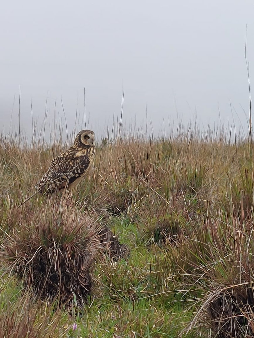 Foto mocho-dos-banhados (Asio flammeus) Por Erik Velho | Wiki Aves - A ...