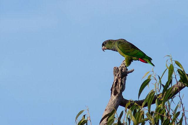 Foto maitaca-verde (Pionus maximiliani) Por Enéas G. Junior | Wiki Aves ...